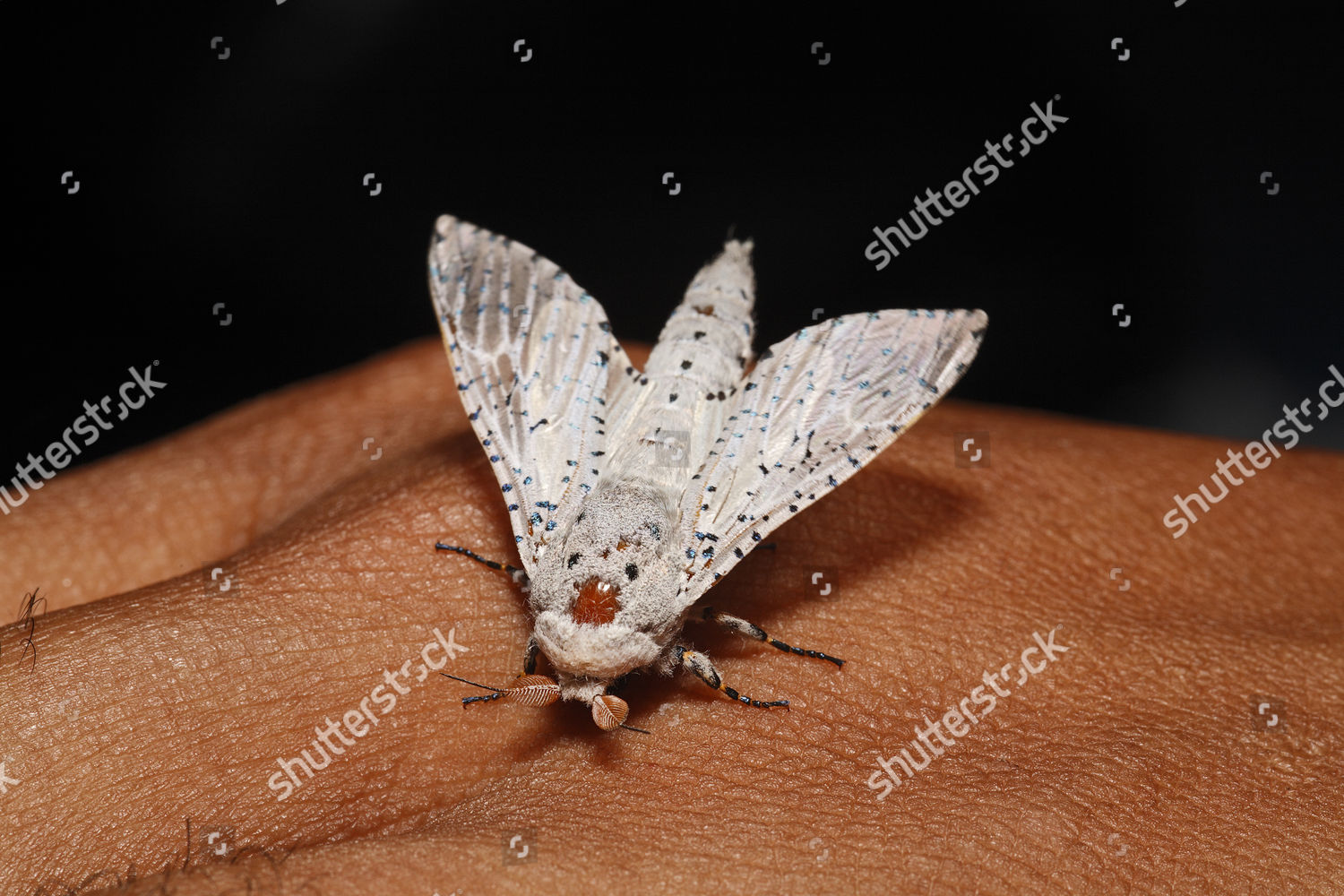 Moth Sungai Mahakam Eastkalimantan Borneo Indonesia Editorial Stock ...