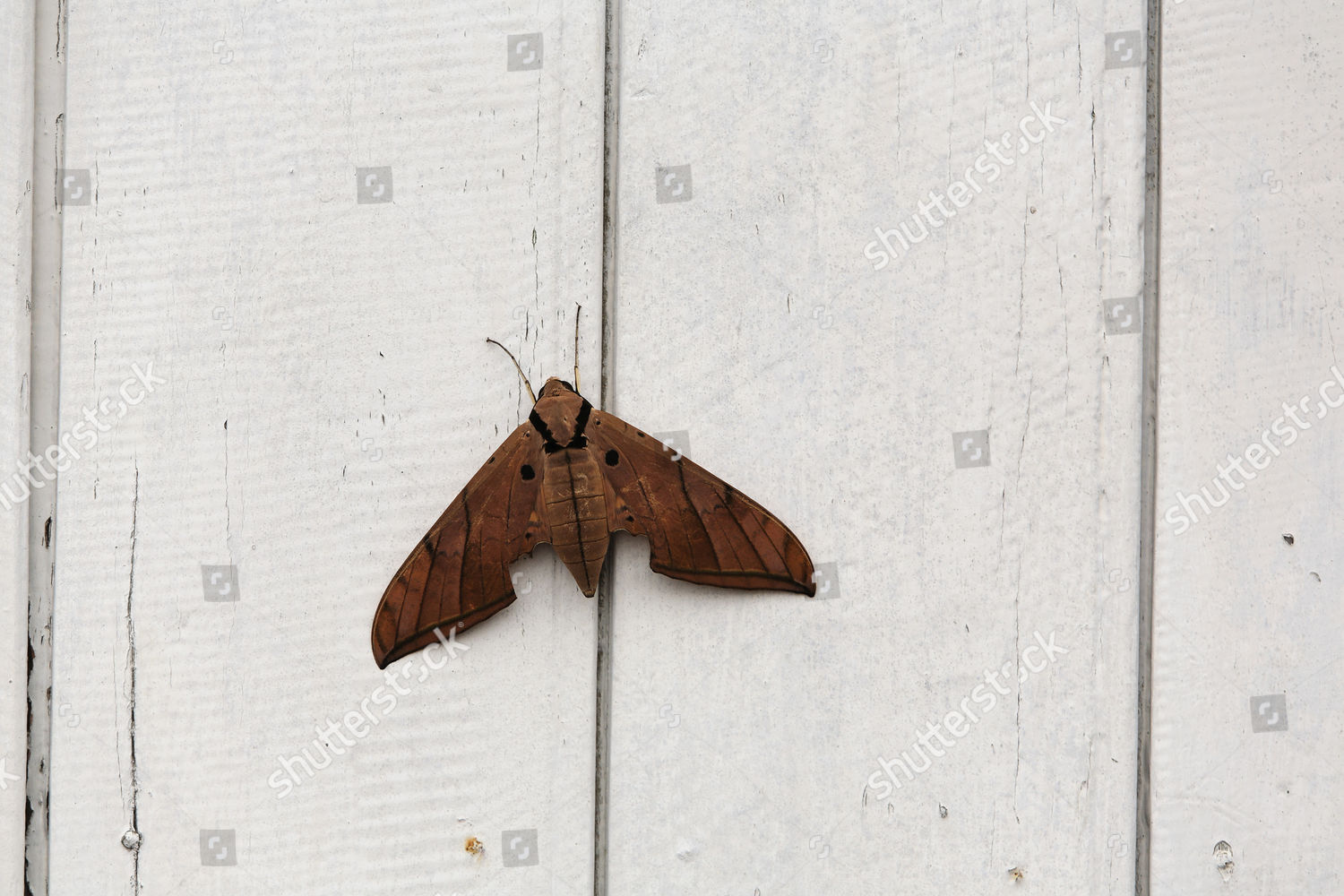 Moth Sungai Mahakam Eastkalimantan Borneo Indonesia Editorial Stock ...