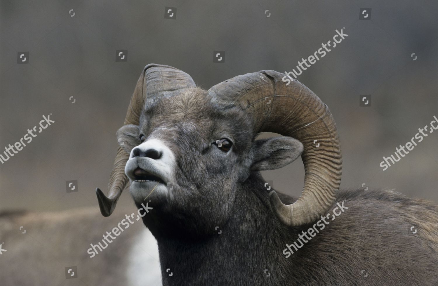 Portrait Flaming Bighorn Sheep Ram Ovis Editorial Stock Photo - Stock ...
