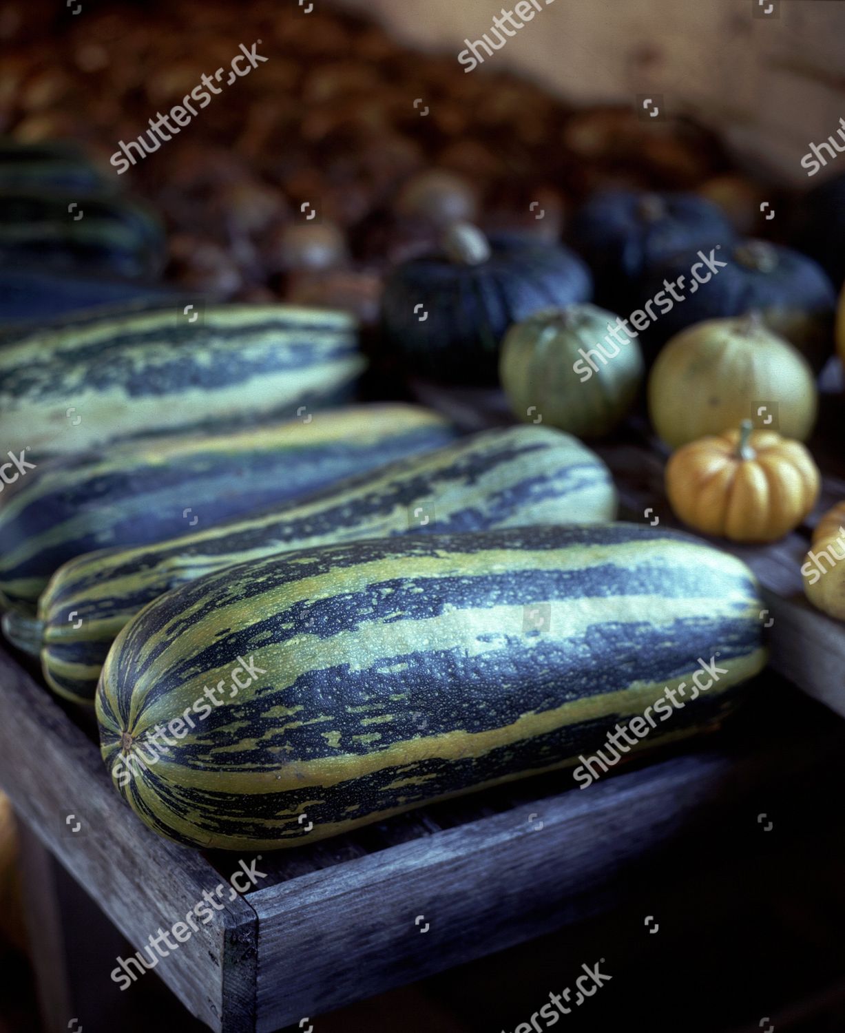 Marrows Squashes Being Stored Editorial Stock Photo - Stock Image ...