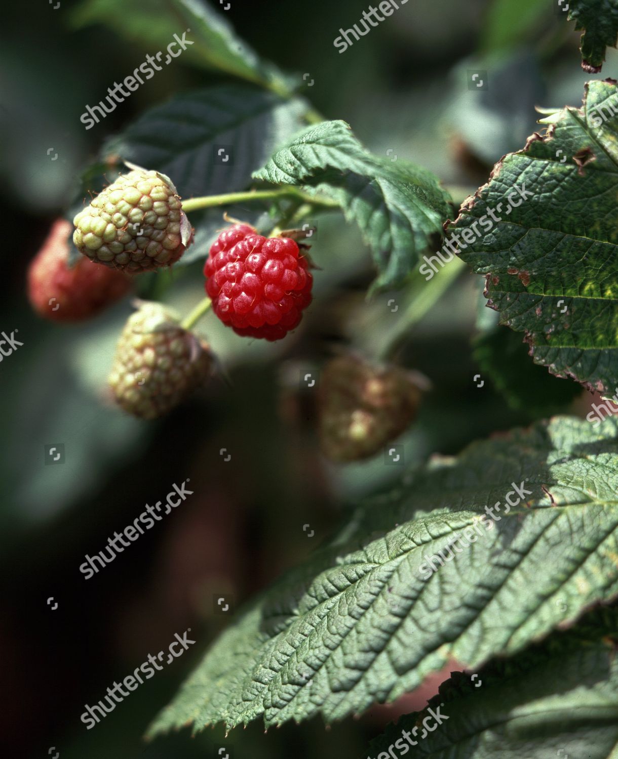 Raspberries Editorial Stock Photo - Stock Image | Shutterstock