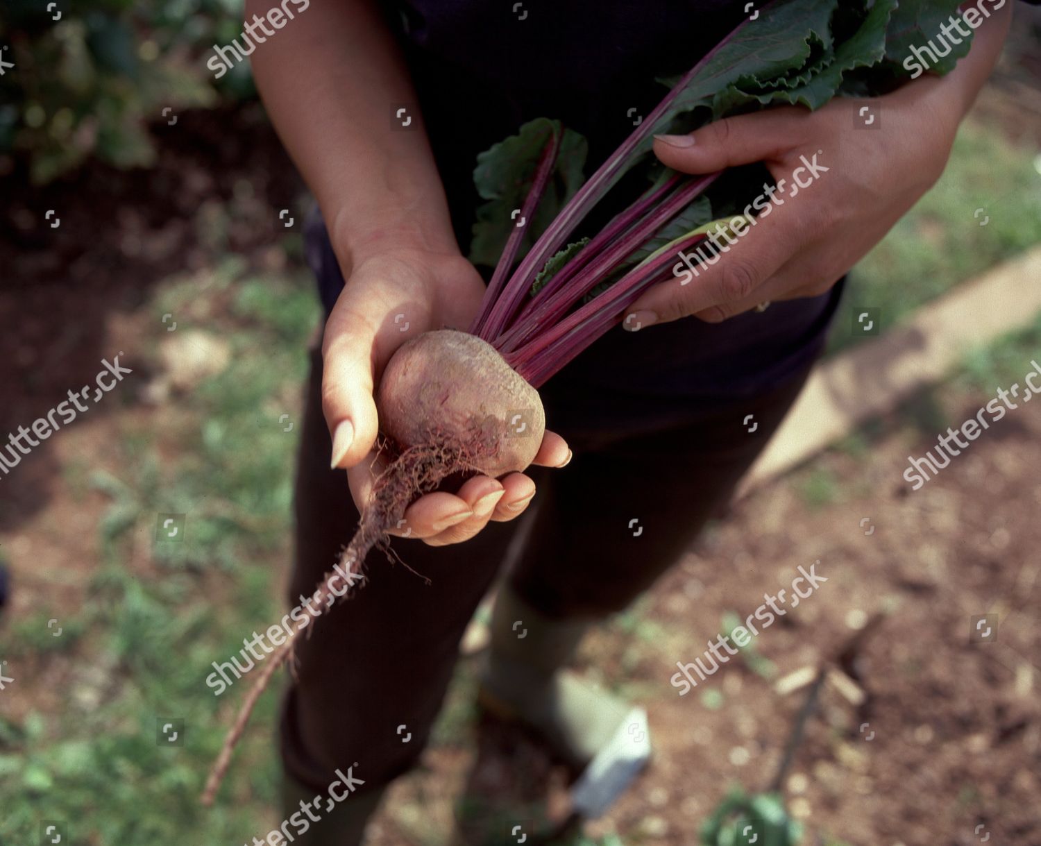 Beetroot Held Hands Editorial Stock Photo - Stock Image | Shutterstock