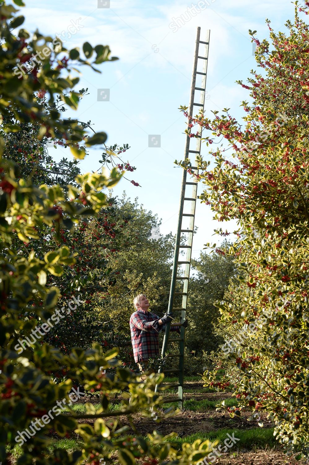 Nick Coller Preparing Harvest His Holly Editorial Stock Photo - Stock ...