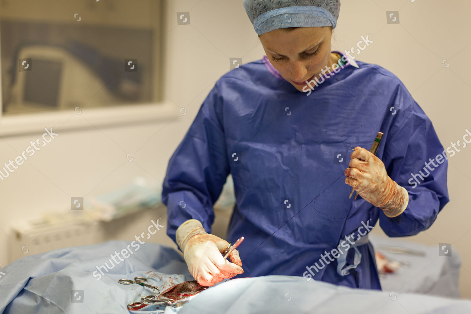 Staffordshire Bull Terrier Brought Treatment After Editorial Stock ...