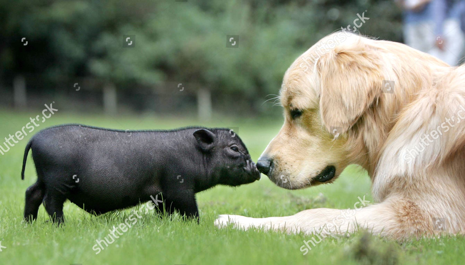 Herbie Piglet Dog Called Bow Editorial Stock Photo - Stock Image ...