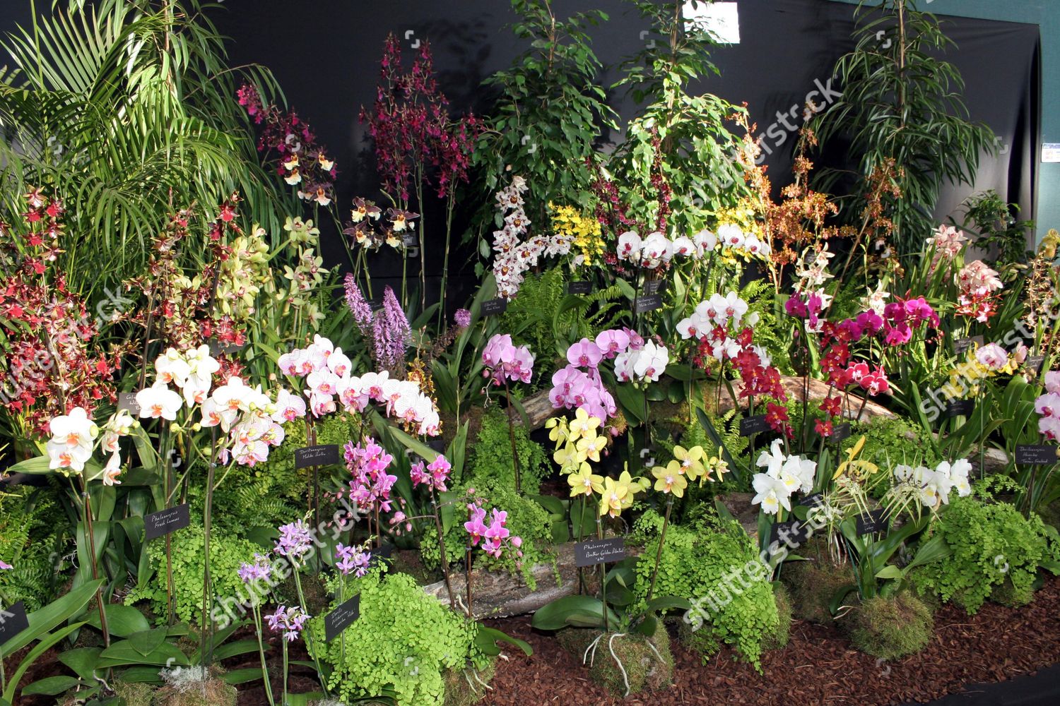 Rhs National Orchid Show Editorial Stock Photo - Stock Image | Shutterstock