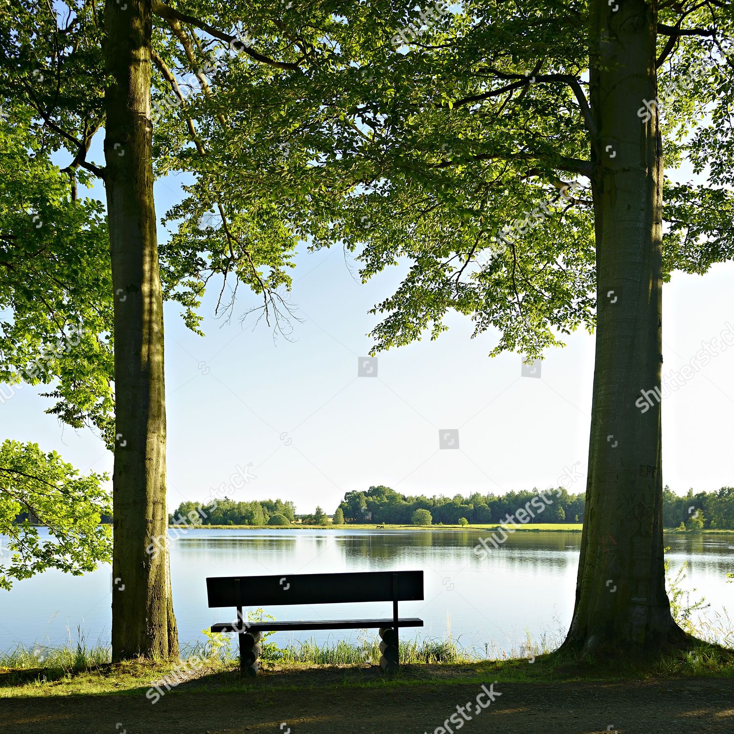 Bench Between Two Beech Trees On Editorial Stock Photo - Stock Image ...