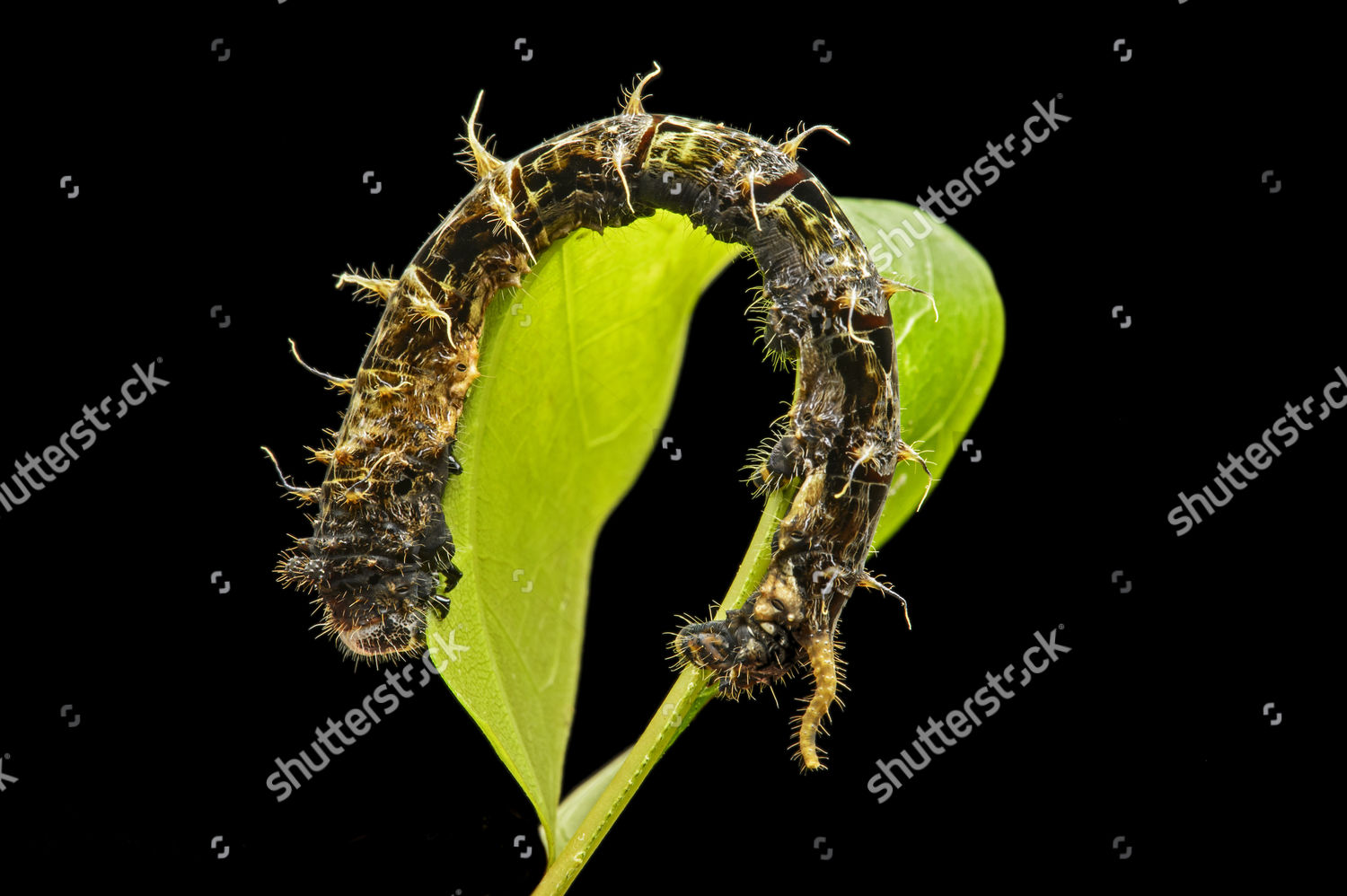 Caterpillar Geometer Moth Geometridae Andean Cloud Editorial Stock ...