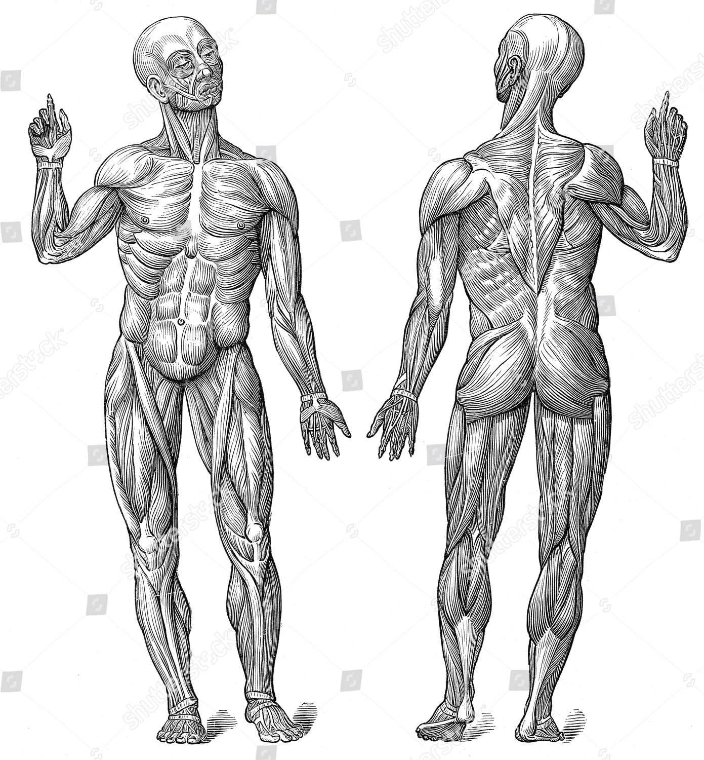 Male Superficial Muscles 19th Century Health Editorial Stock Photo ...