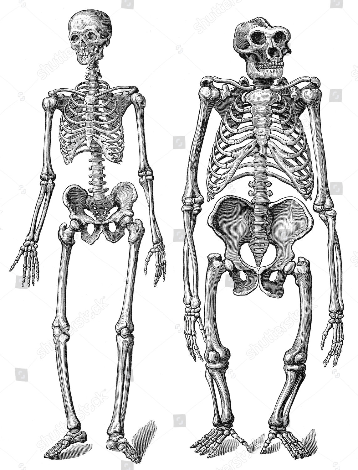 Human Skeleton Compared Gorilla Skeleton Illustration Editorial Stock ...