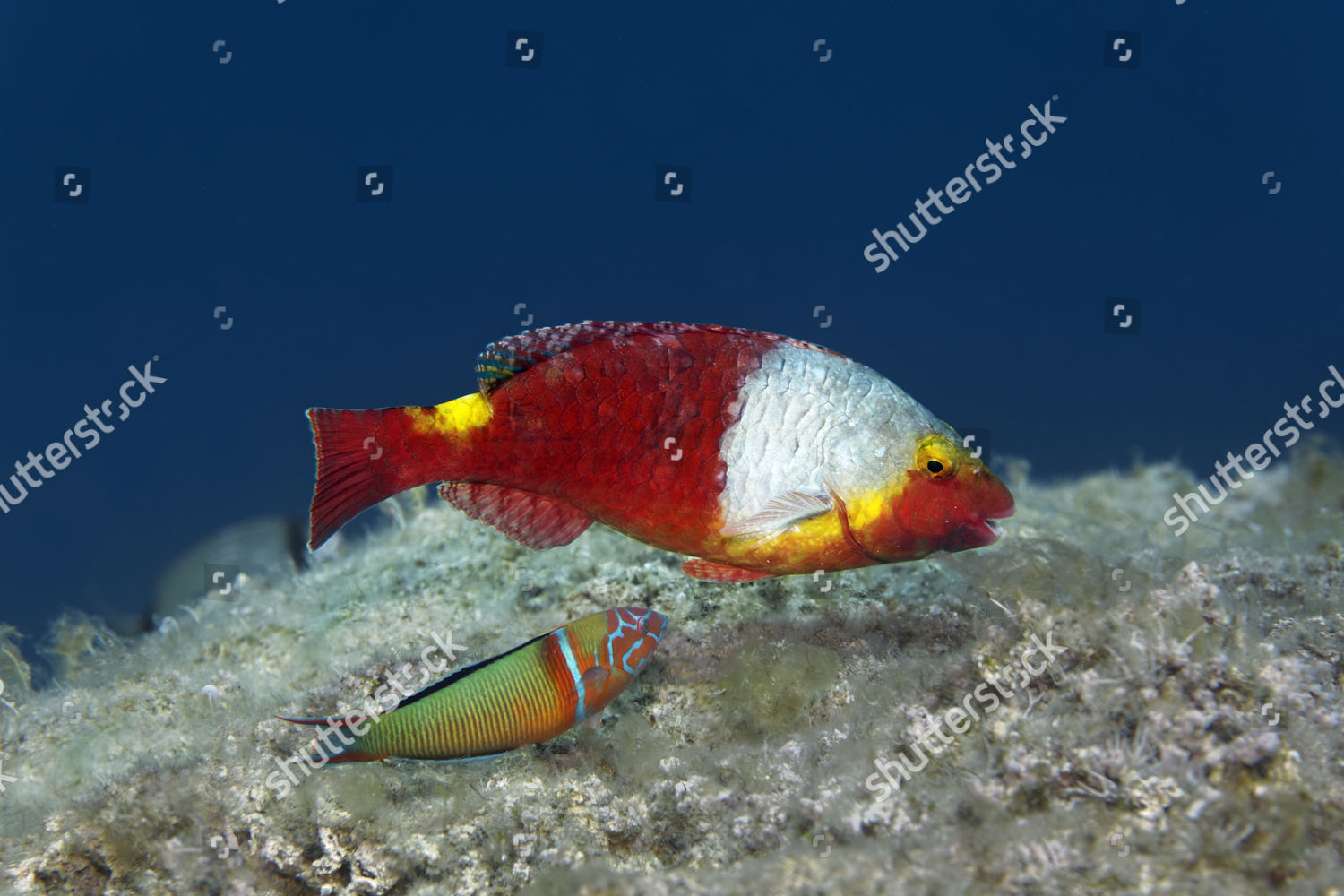Mediterranean Parrotfish Sparisoma Cretense Ornate Wrasse Editorial ...