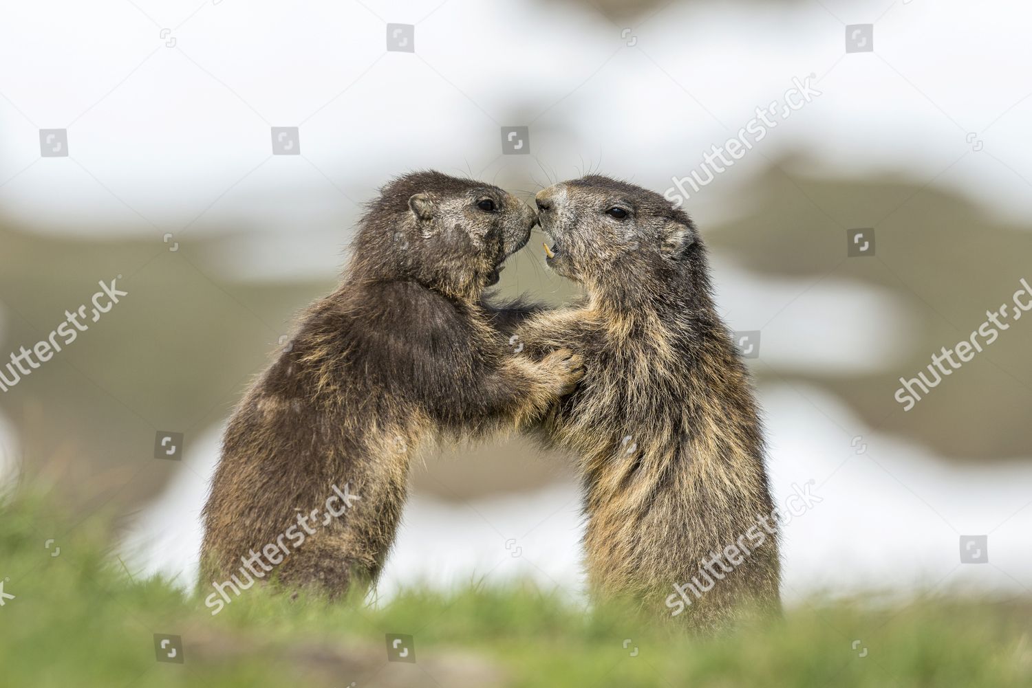 Two Alpine Marmots Marmota Marmota Fighting Editorial Stock Photo - Stock Image | Shutterstock