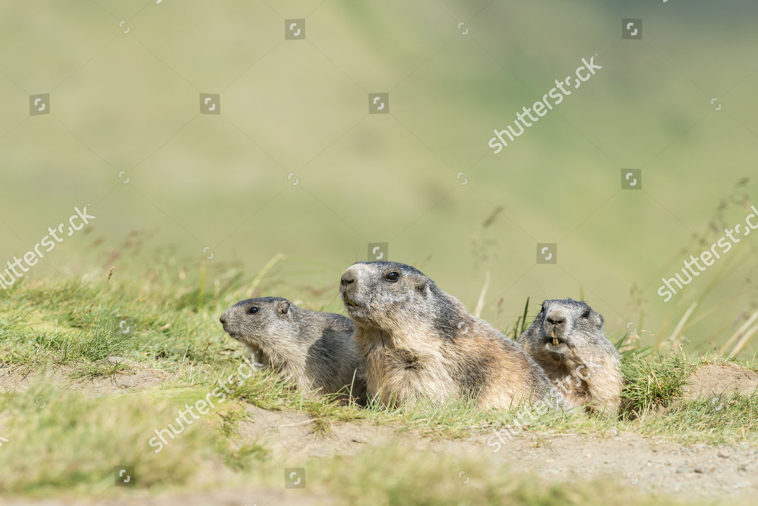 Three Alpine Marmots Marmota Marmota Peeking Editorial Stock Photo ...