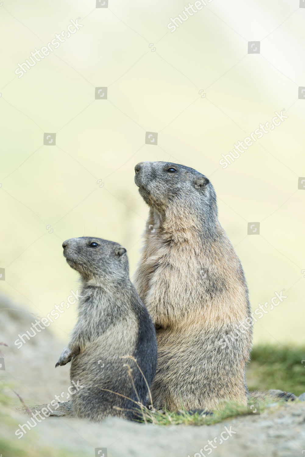 Two Alpine Marmots Marmota Marmota High Editorial Stock Photo - Stock ...