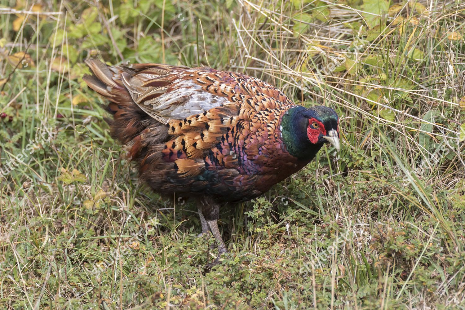 Pheasant Phasianus Colchicus Male Tall Grass Editorial Stock Photo ...