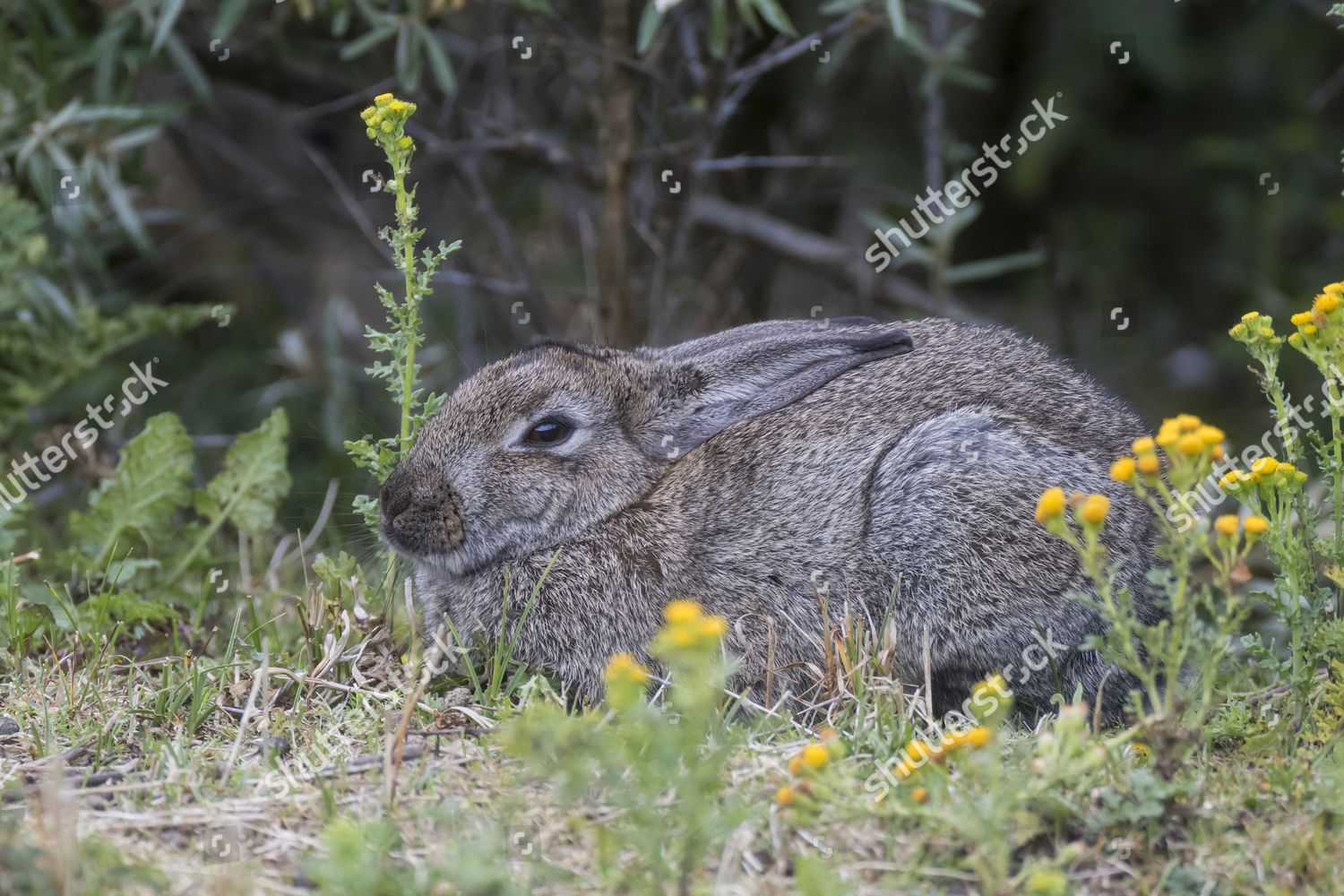 Wild Common Rabbit Oryctolagus Cuniculus Texel Editorial Stock Photo ...