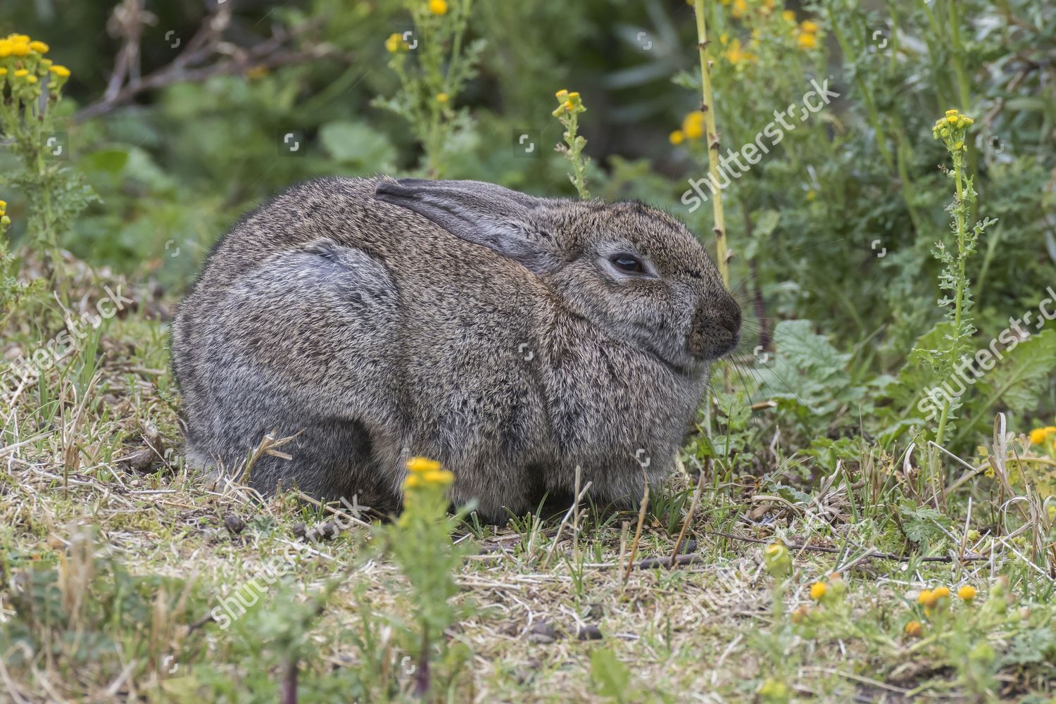 Wild Common Rabbit Oryctolagus Cuniculus Texel Editorial Stock Photo ...