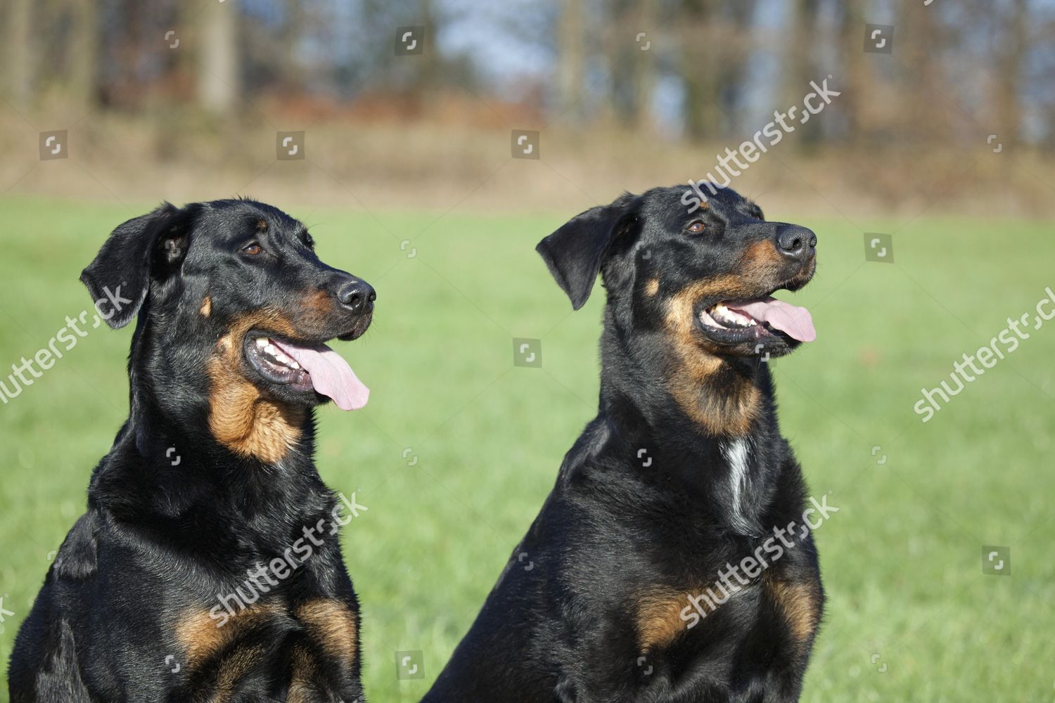 Two Beauceron Dogs Sitting Portrait Germany Editorial Stock Photo ...