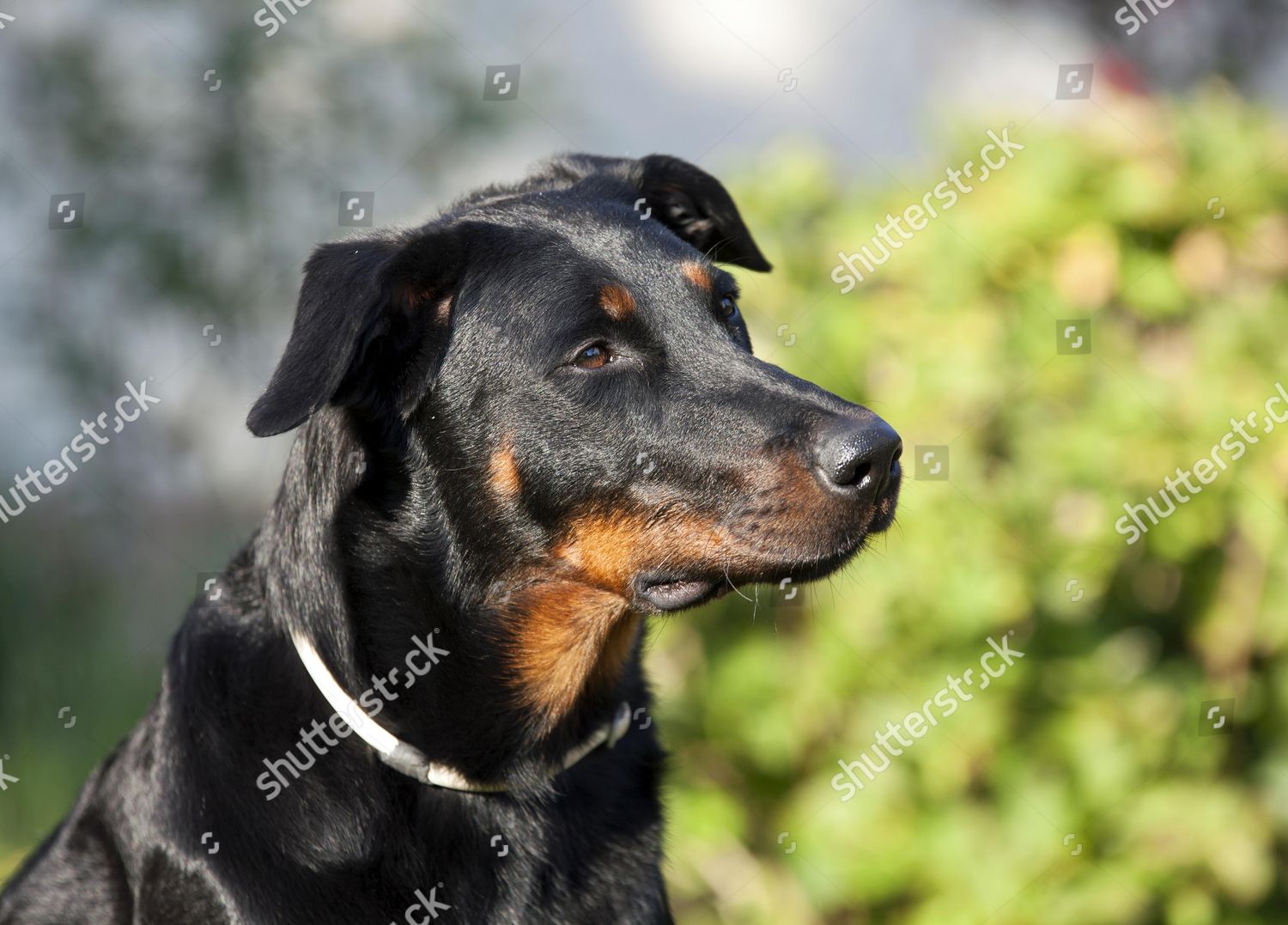 Beauceron Dog Sitting Portrait Germany Editorial Stock Photo - Stock ...
