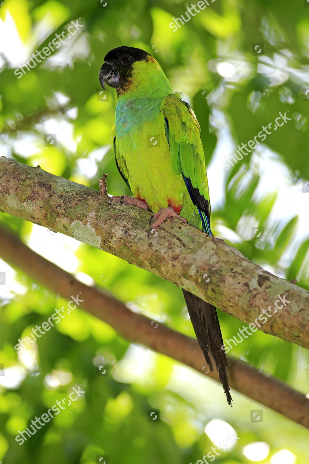 Nanday Parakeet Nandayus Nenday Adult Tree Editorial Stock Photo ...