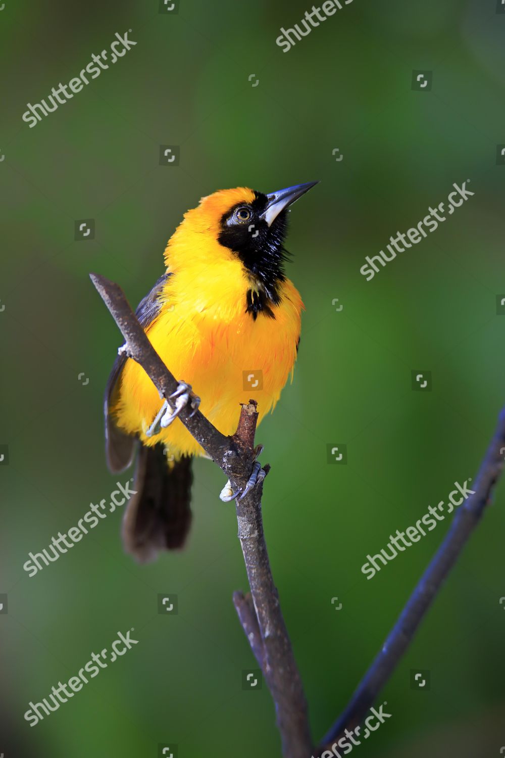 ORANGE-BACKED TROUPIAL ICTERUS CROCONOTUS ADULT ON Editorial Stock ...