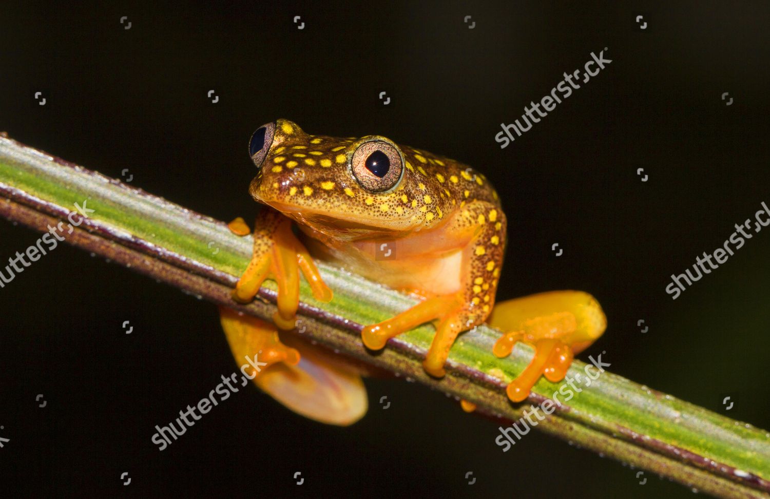 Whitebelly Reed Frog Heterixalus Alboguttatus Rainforest Editorial ...