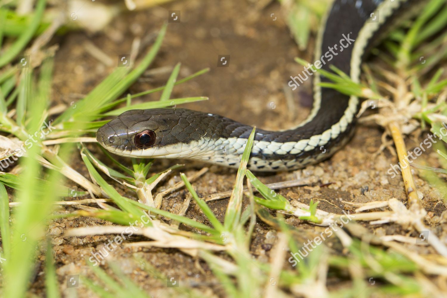Snake Thamnosophis Lateralis Southern Highlands Madagascar Editorial ...