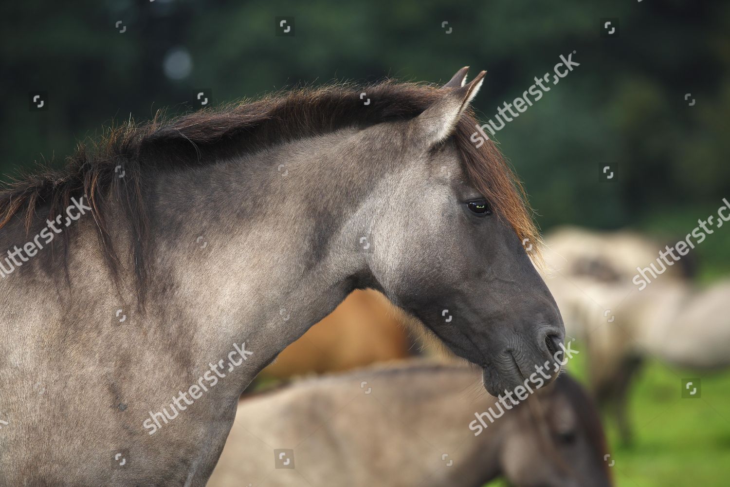 Dulmen Pony Portrait Merfelder Bruch Dulmen Editorial Stock Photo ...
