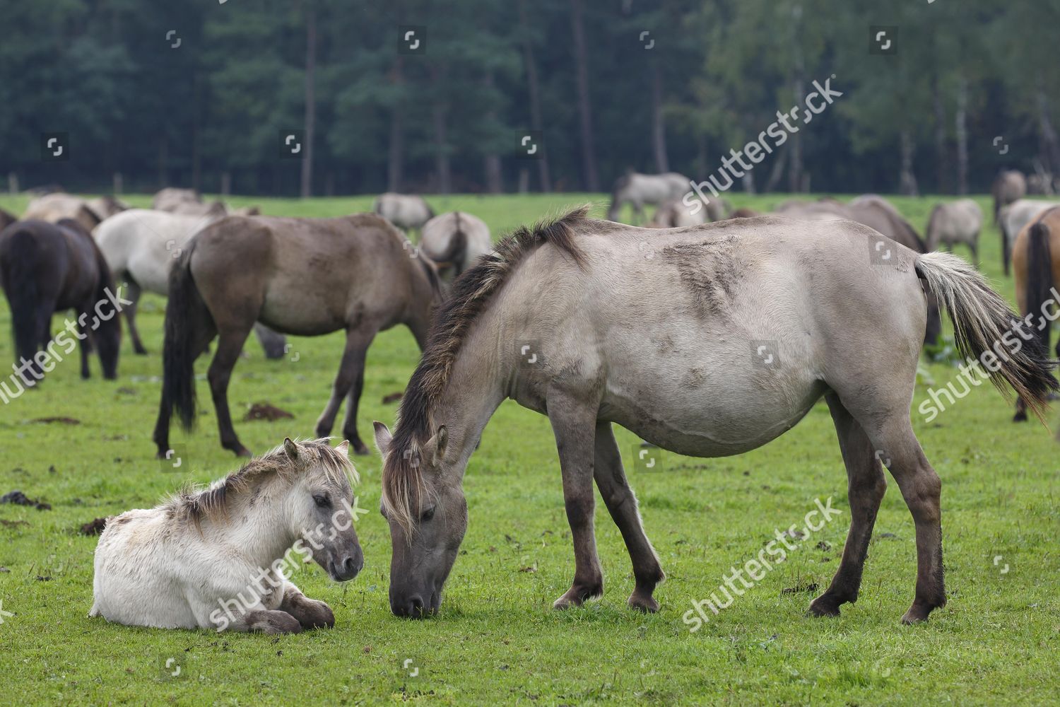 Dulmen Ponies Foal Mare Merfelder Bruch Editorial Stock Photo - Stock ...