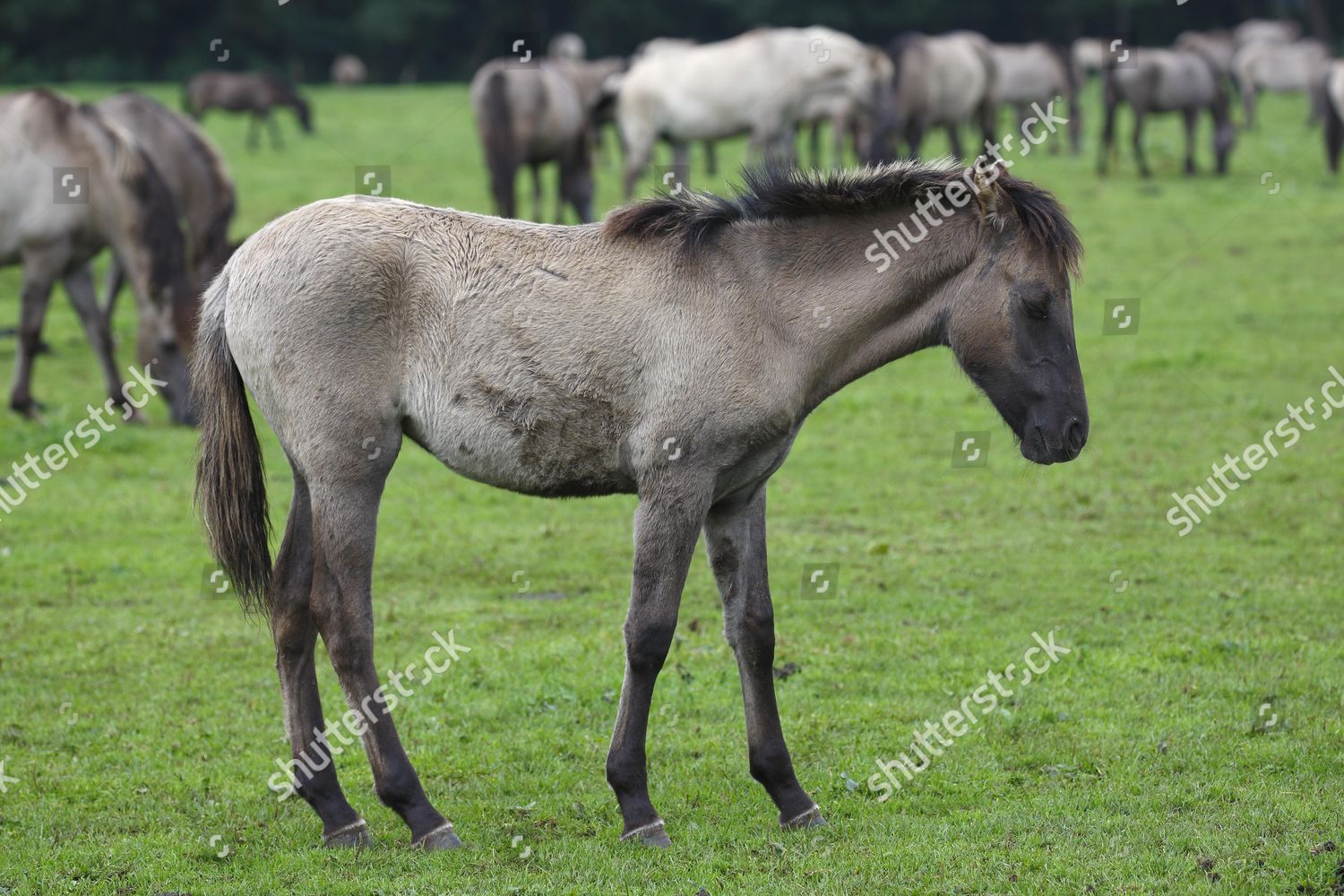 Dulmen Ponies Foal Resting Merfelder Bruch Editorial Stock Photo ...