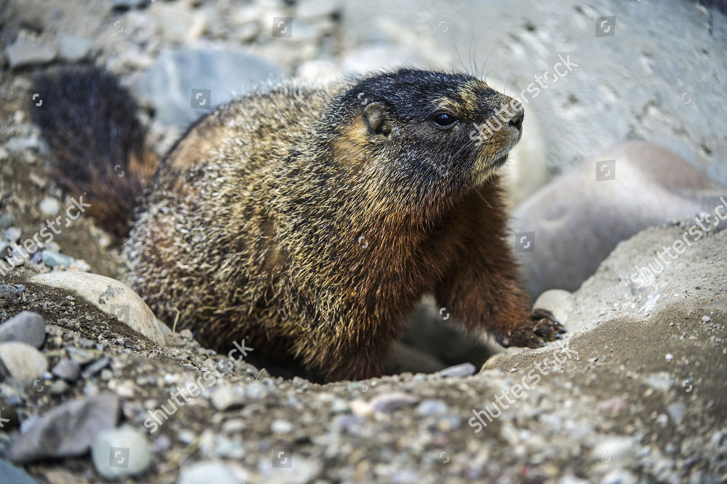 Yellowbellied Marmot Marmota Flaviventris Grand Teton Editorial Stock ...