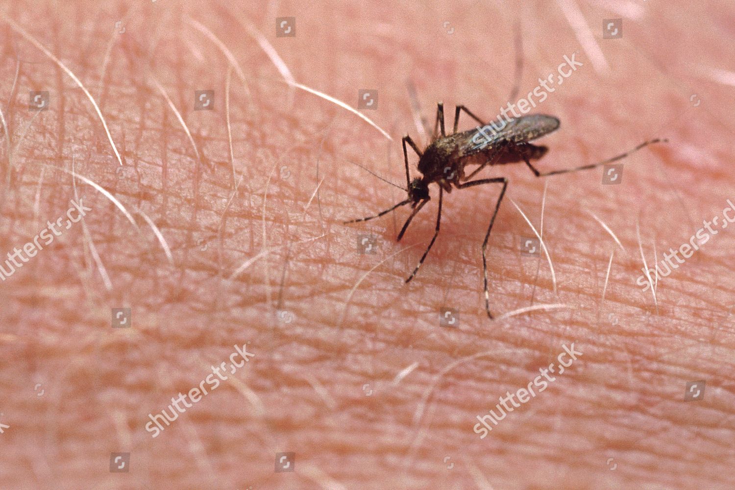 Mosquito Culex Sp Feeding On Human Editorial Stock Photo - Stock Image ...