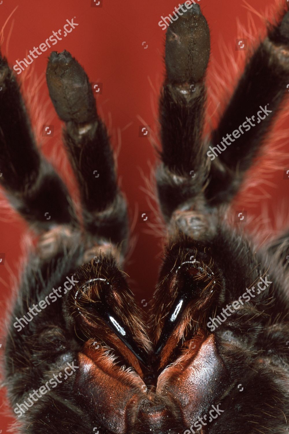 Tarantula Fangs Curly Haired Tarantula Brachypelma Editorial Stock ...
