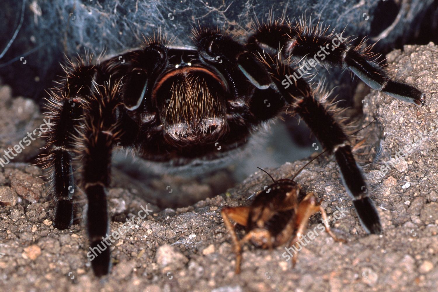 Fluffy Pet Curly Haired Tarantula Brachypelma Editorial Stock Photo ...