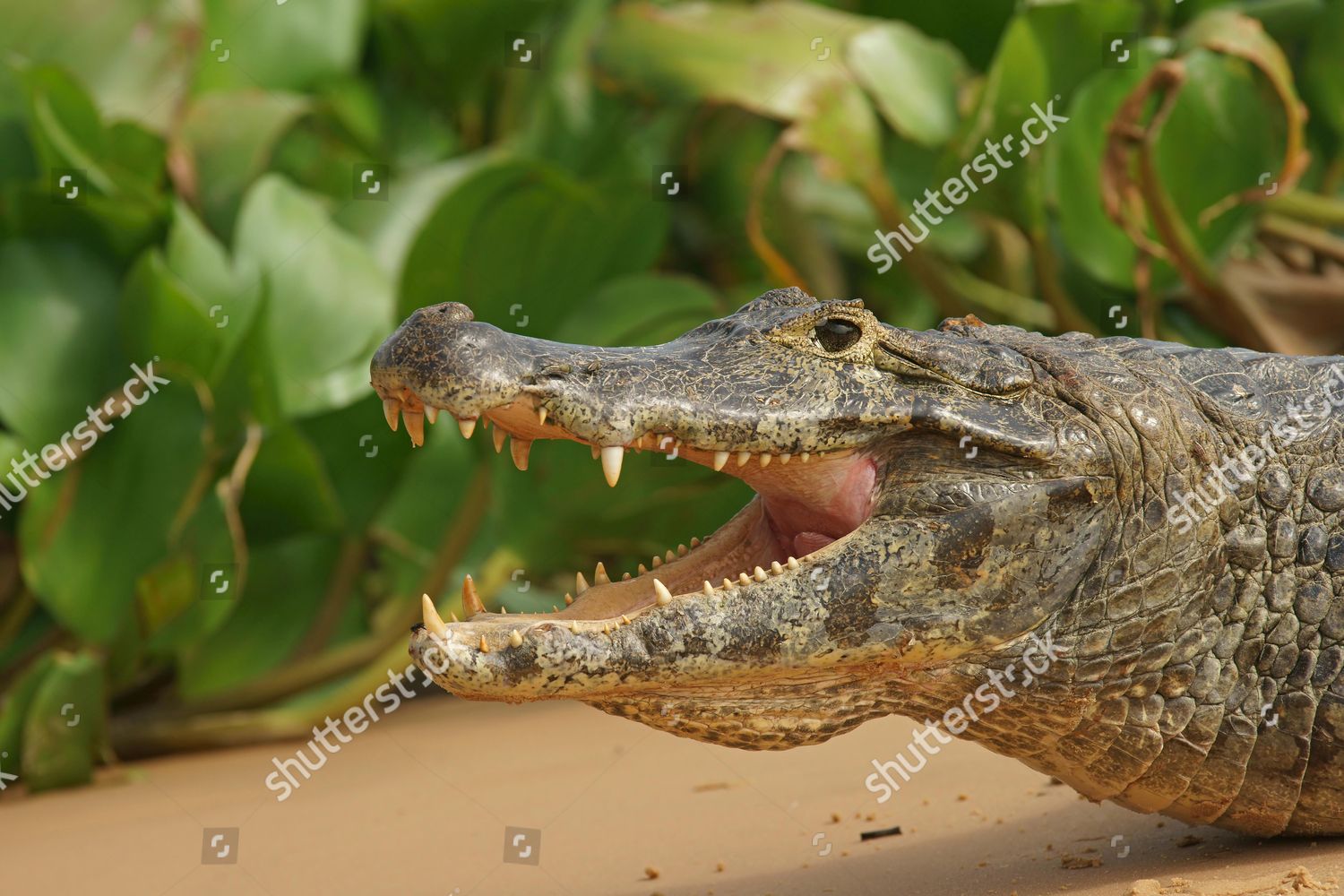 Yacare Caiman Caiman Yacare Caiman Crocodilus Editorial Stock Photo ...