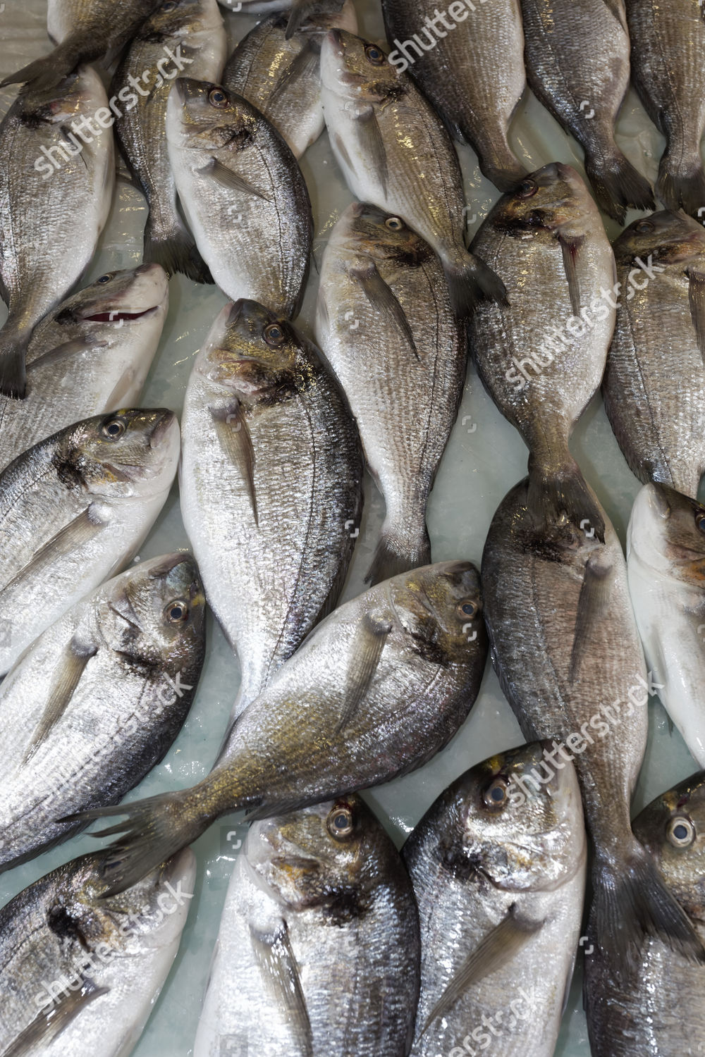 Red Porgy Pagrus Pagrus Fish Market Editorial Stock Photo - Stock Image ...