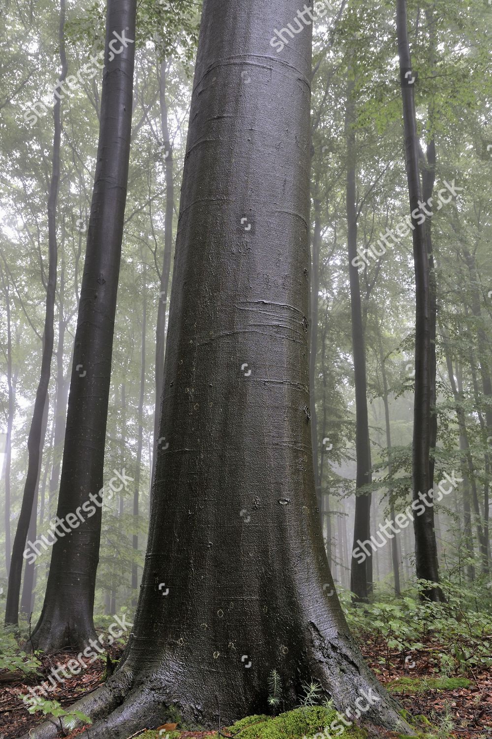 European Beech Trees Fagus Sylvatica Trunks Editorial Stock Photo ...