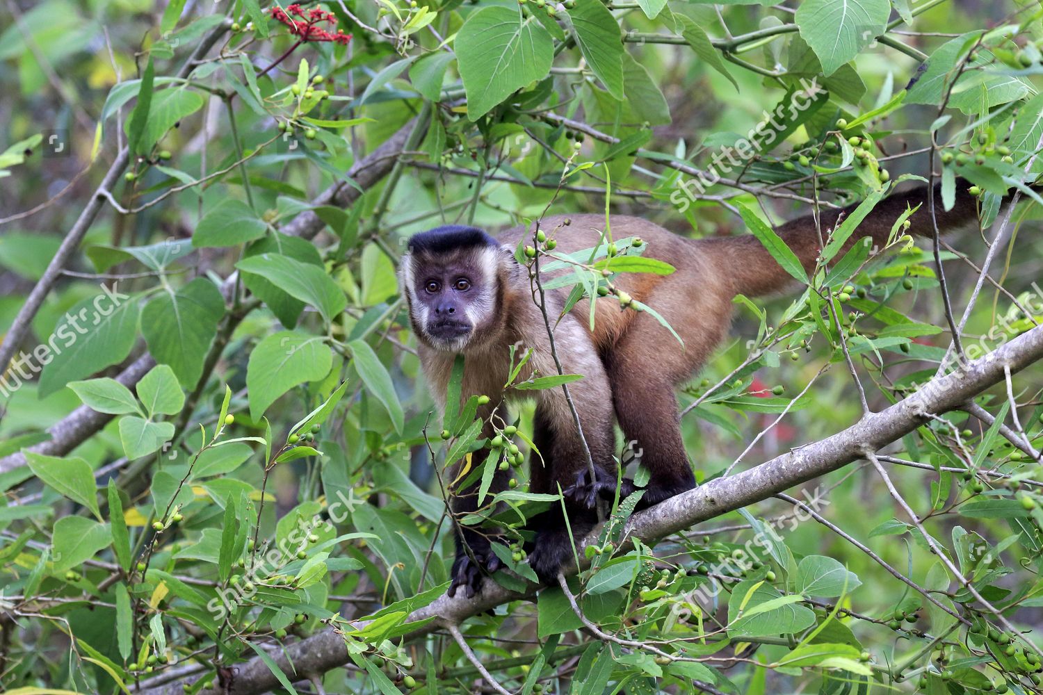 Tufted Capuchin Cebus Apella Adult Monkey Editorial Stock Photo - Stock ...