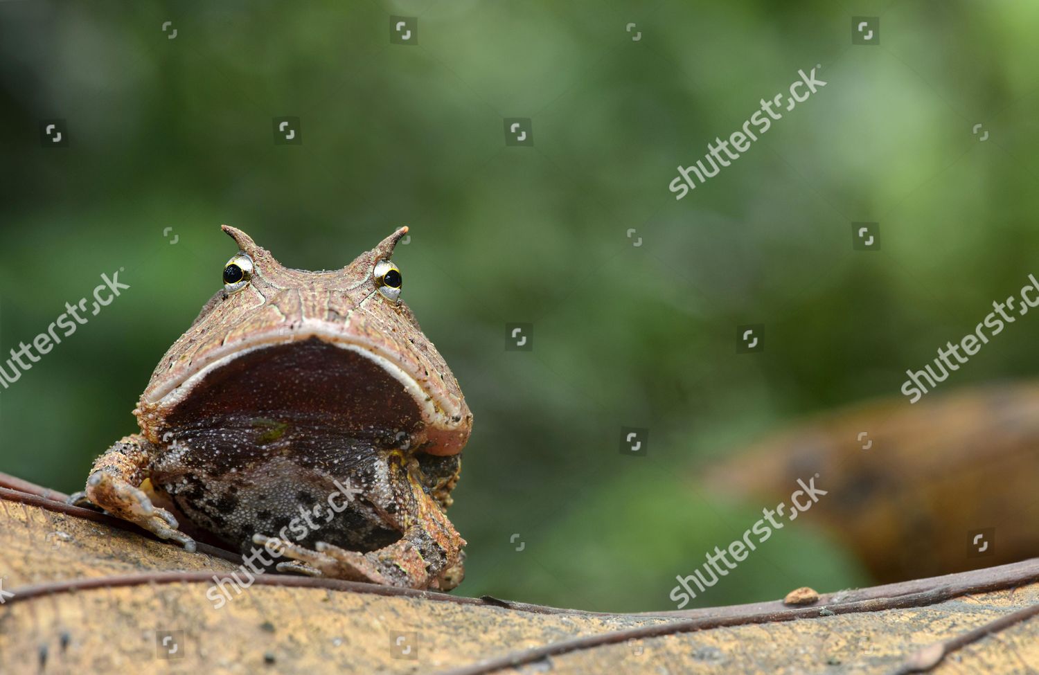 Surinam Horned Frog Amazonian Horned Frog Editorial Stock Photo - Stock ...