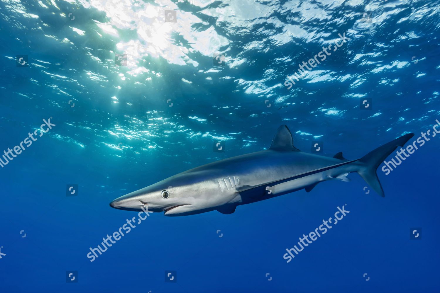 Blue Shark Prionace Glauca Swimming Sunlit Editorial Stock Photo ...