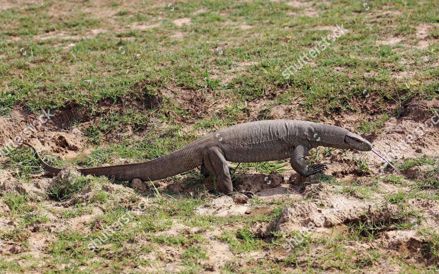 Bengal Monitor Common Indian Monitor Varanus Editorial Stock Photo ...