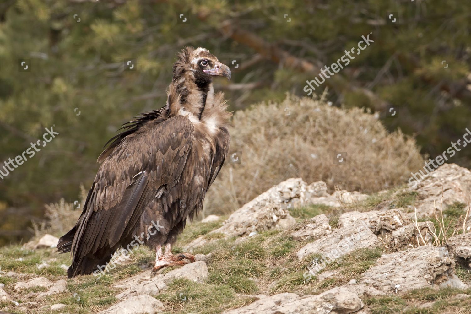 Cinereous Vulture Aegypius Monachus Old World Editorial Stock Photo ...