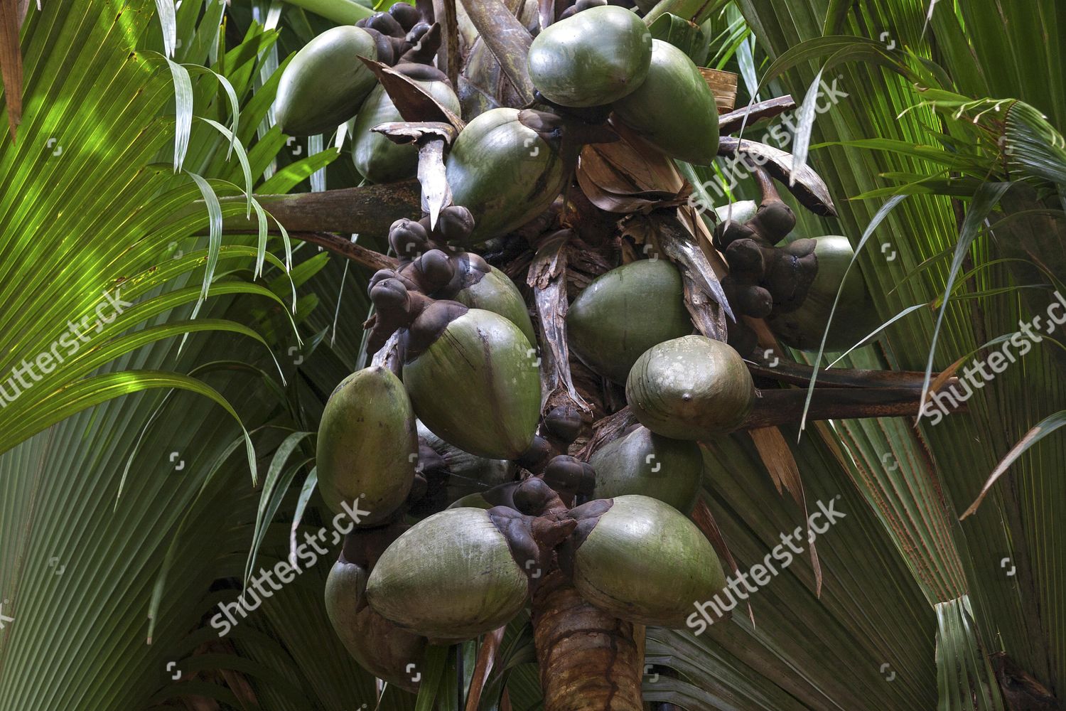 Coco De Mer Female Unripe Fruit Editorial Stock Photo - Stock Image ...