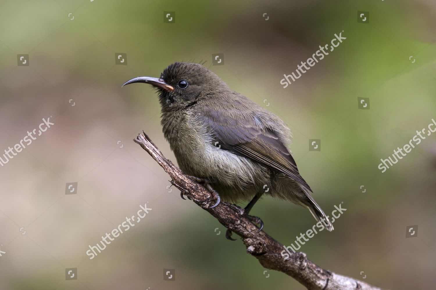 Young Seychelles Sunbird Cinnyris Dussumieri Sitting Editorial Stock ...