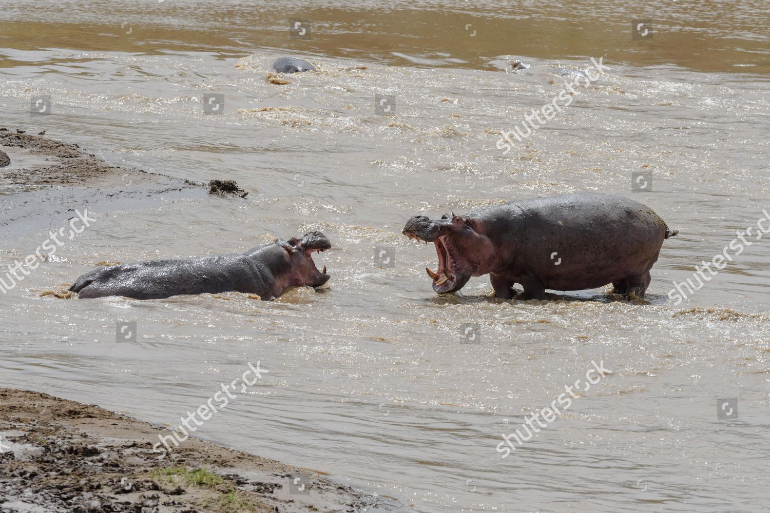 Hippo Hippopotamus Amphibius Tries Chase Away Editorial Stock Photo ...