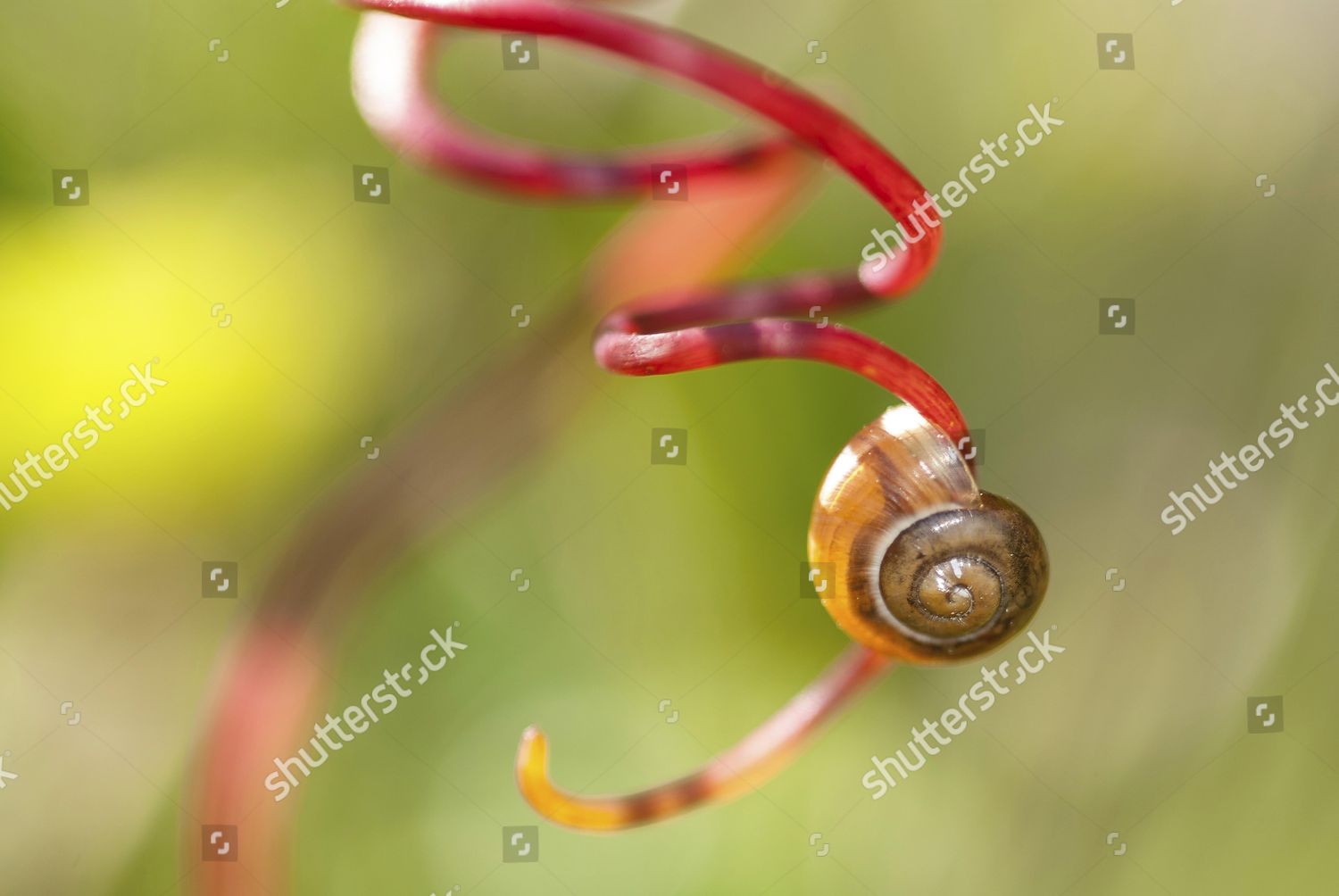 Stylommatophora Stylommatophora Shell On Vine Vitis Editorial Stock ...