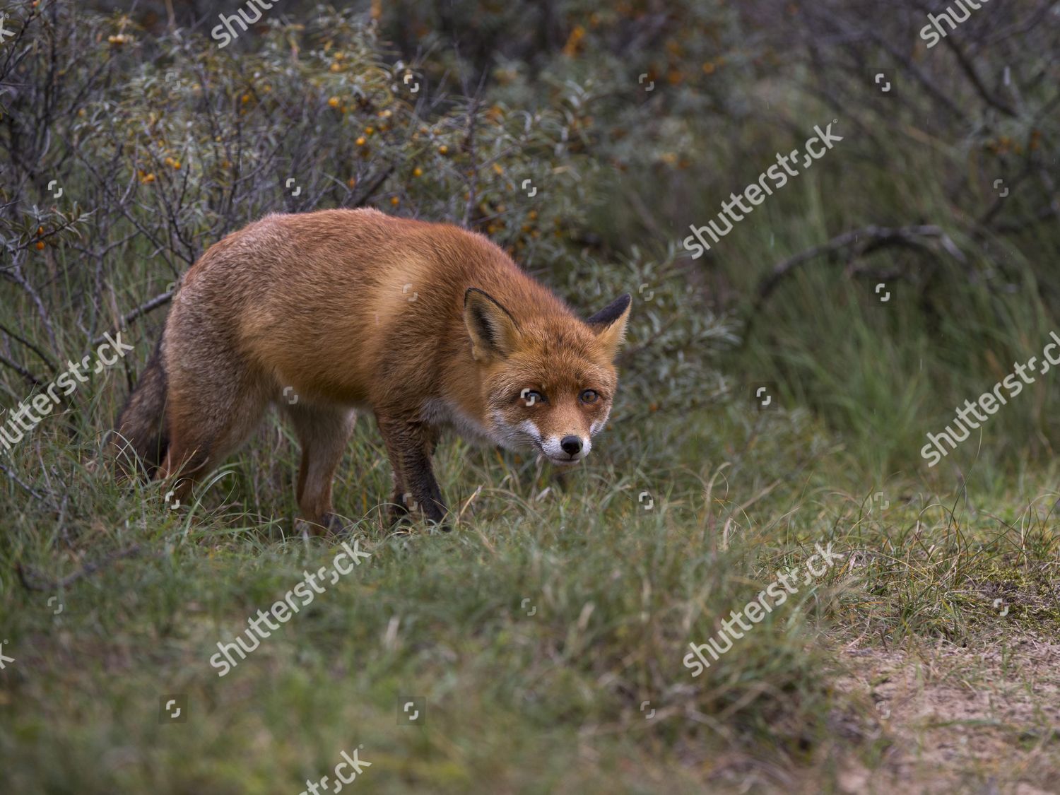 Red Fox Vulpes Vulpes North Holland Editorial Stock Photo - Stock Image ...