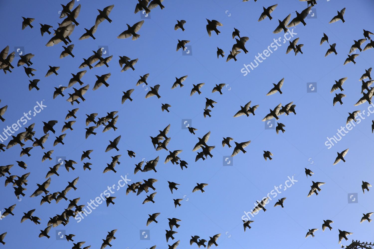 Common Starlings Sturnus Vulgaris Swarm Flying Editorial Stock Photo ...