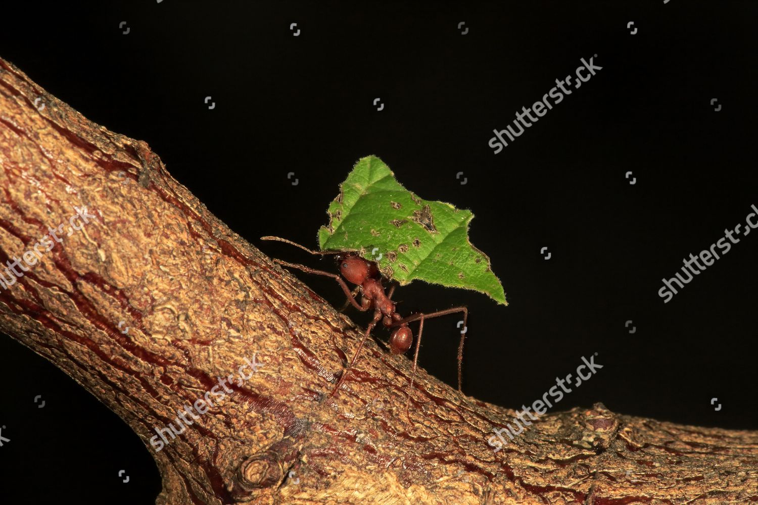 Leafcutter Ant Atta Sexdens Transporting Cut Editorial Stock Photo ...