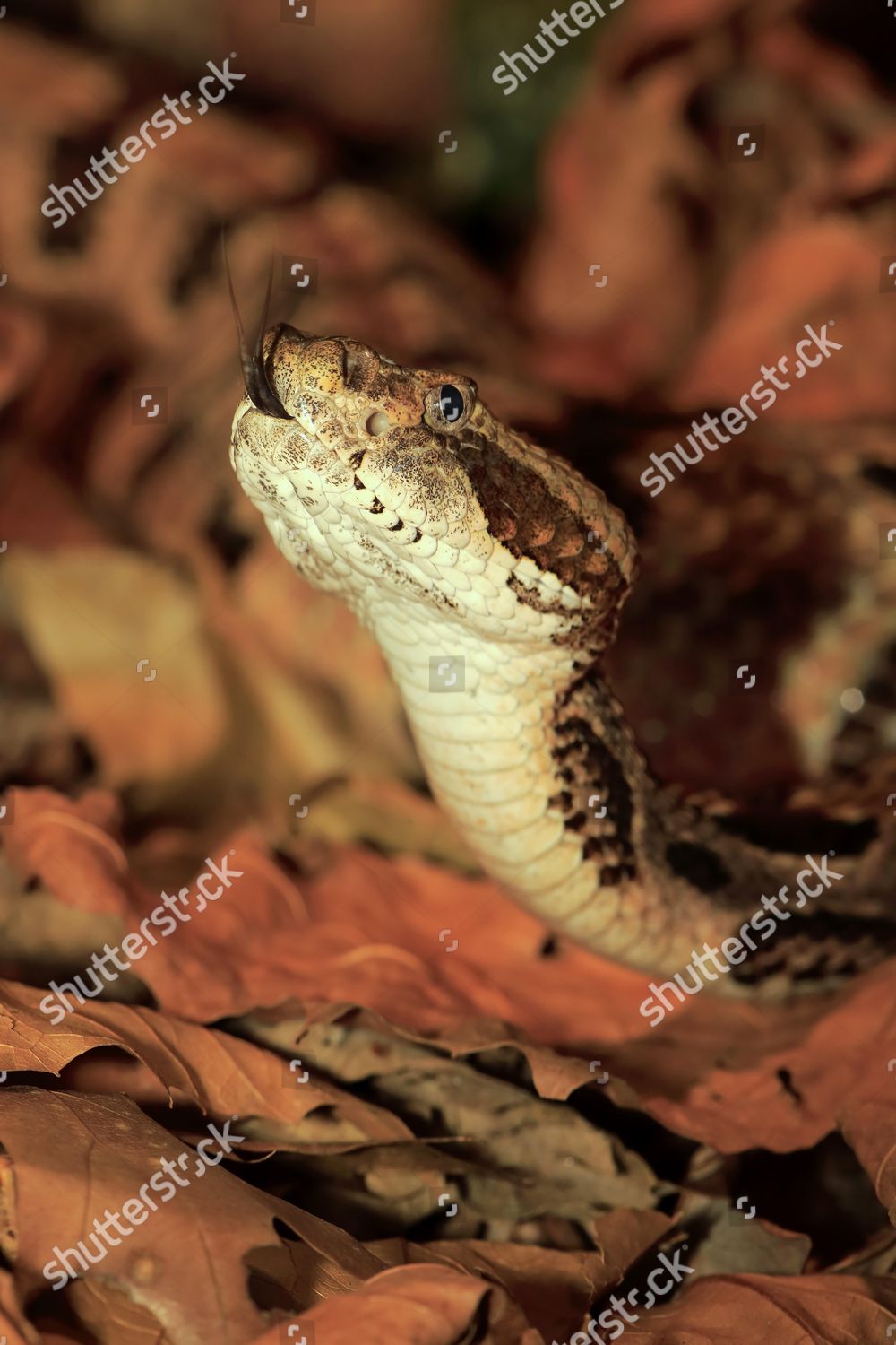 Timber Rattlesnake Canebrake Rattlesnake Banded Rattlesnake Editorial ...